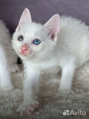 Белоснежные котята с разноцветными глазками в дар