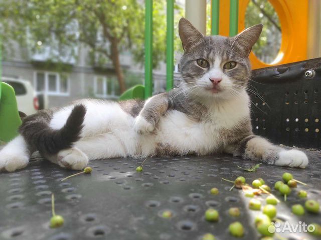 Кот Маркиз 2 года