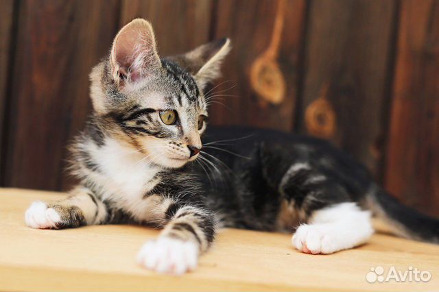 Ушастик кот 2,5 мес