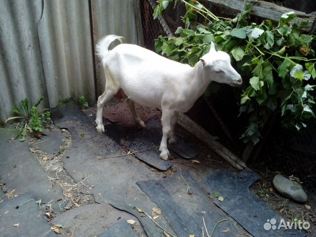 Коза породы Ламанча