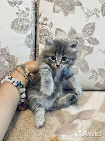 Котят отдаю голубых и полосатых