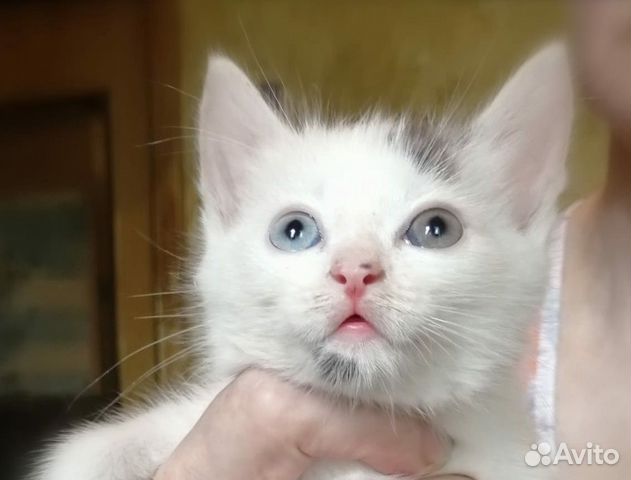 Котенок Рой, метис тайчика