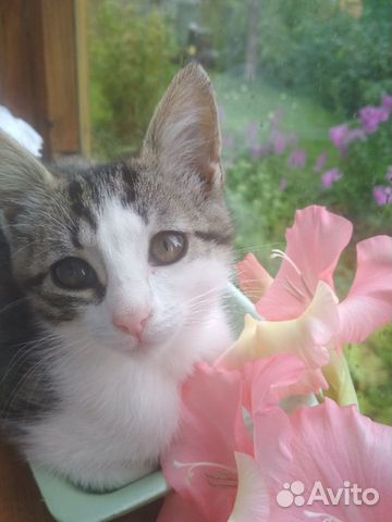 Котенок Белянка в добрые руки