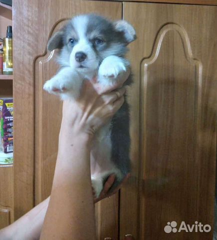 Вельш корги