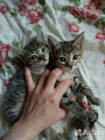 Котята в полоску