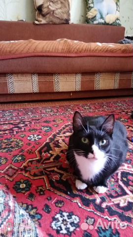 Молоденький котик
