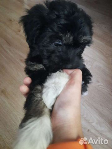 Маленькая собака