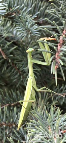 Богомол древесный