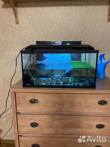 Аквариум с черепахой
