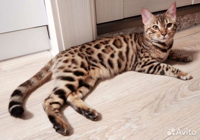Бенгальская кошечка