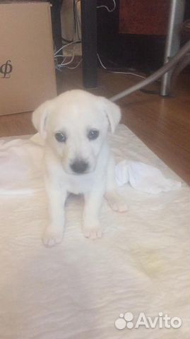 Помесь лабрадора