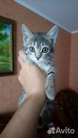 Милая кошечка