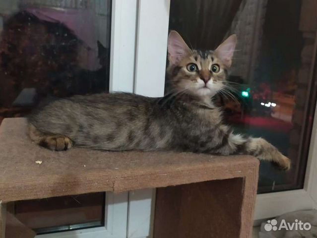 Котик сибиряк