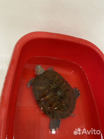 Красноухая черепаха бесплатно с аквариумом