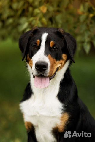 Большой швейцарский зенненхунд