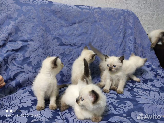 Тайские котята бесплатно