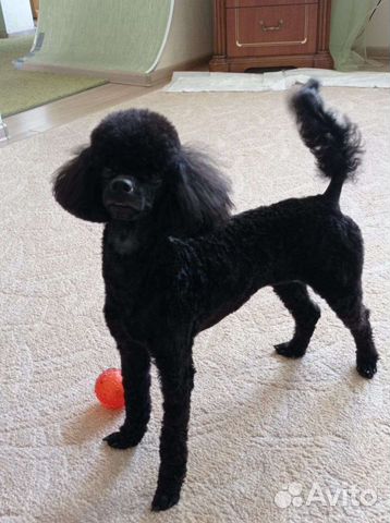 Карликовый пудель, девочка, 8 месяцев