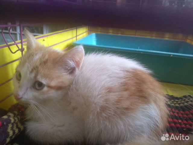 Котёнок Маришка