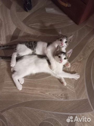Кошка в дар