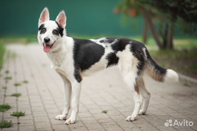Панди, 1 год в добрые руки