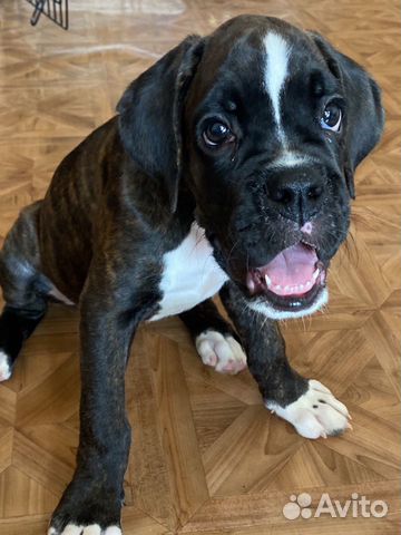 Щенок немецкого боксера