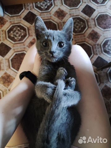 Котëнок