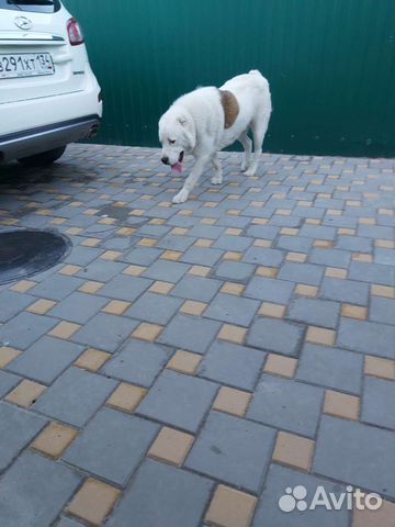 Собаки бесплатно в добрые руки