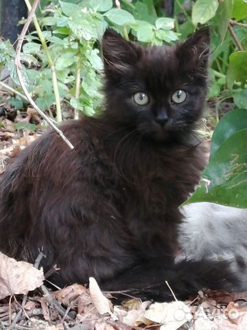 Необычный Котёнок Бегемот в беде