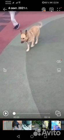 Собака, овчарка подброшен /потерялся