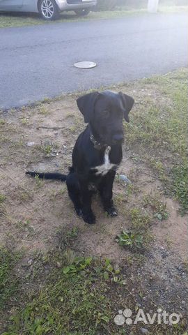 Жизнерадостный щенок)