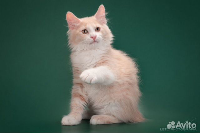 Кремовое чудо - котик курильский бобтейл