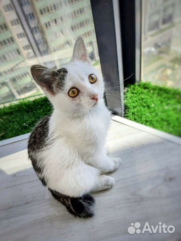 Курильский бобтейл, Котята беплатно