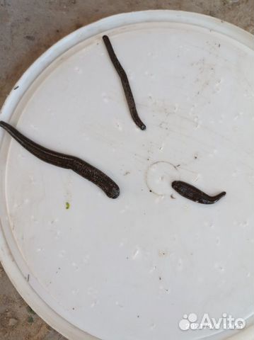 Продаю медицинскую пиявку