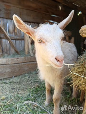 Продам коз