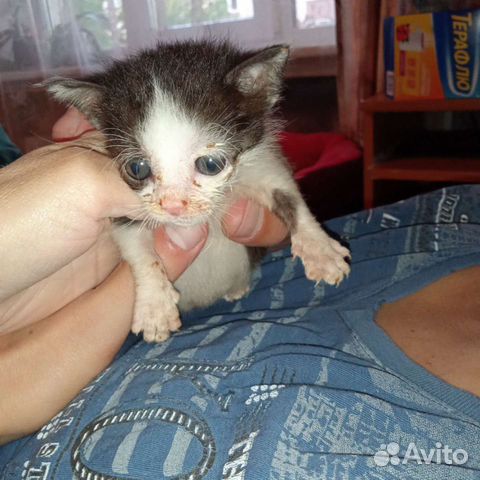 Котенок Галя Голушка