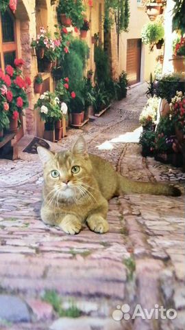 Коротколапый котик