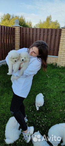 Самоедская лайка (медвежий тип)