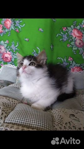 Сибирская метис (котёнок мальчик 1,5 мес)