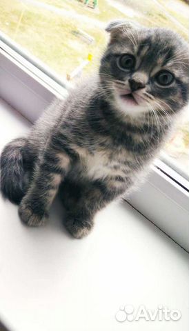 Шотландский вислоухий котик