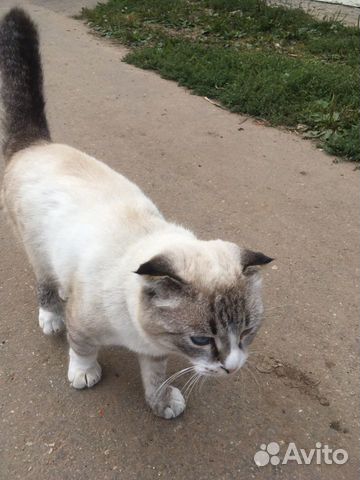 Молодой вислоухий кот