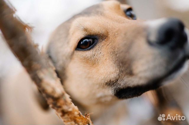 Молодой пёс Марс