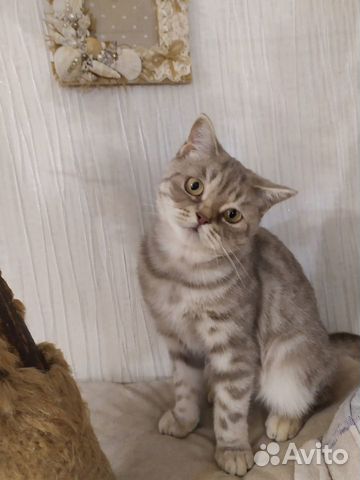 Маленькая куколка
