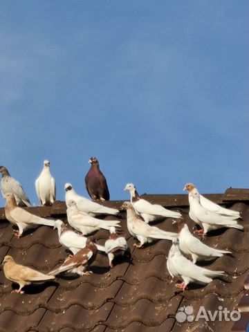 Голуби породистые