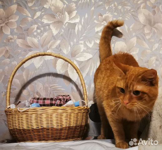 Коты