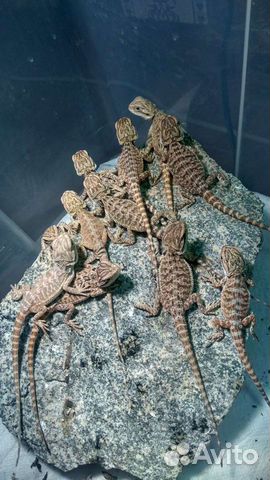 Бородатая агама