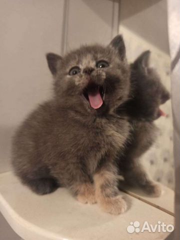 Котенок девочка