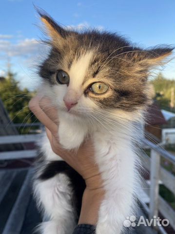 Кошечка 2.5 месяца