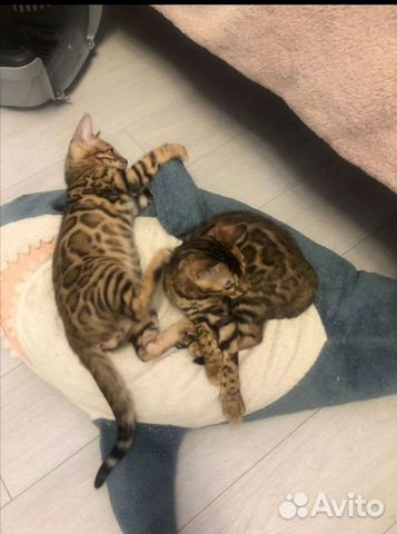 Бенгальская кошка