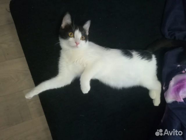 Котенок с окрасом далматин