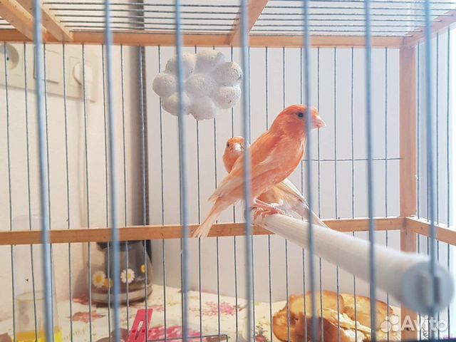 Пара оранжевых немецких канареек возраст почти два